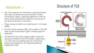 Toll like receptor and MHC | PPTX | Genetics | Science