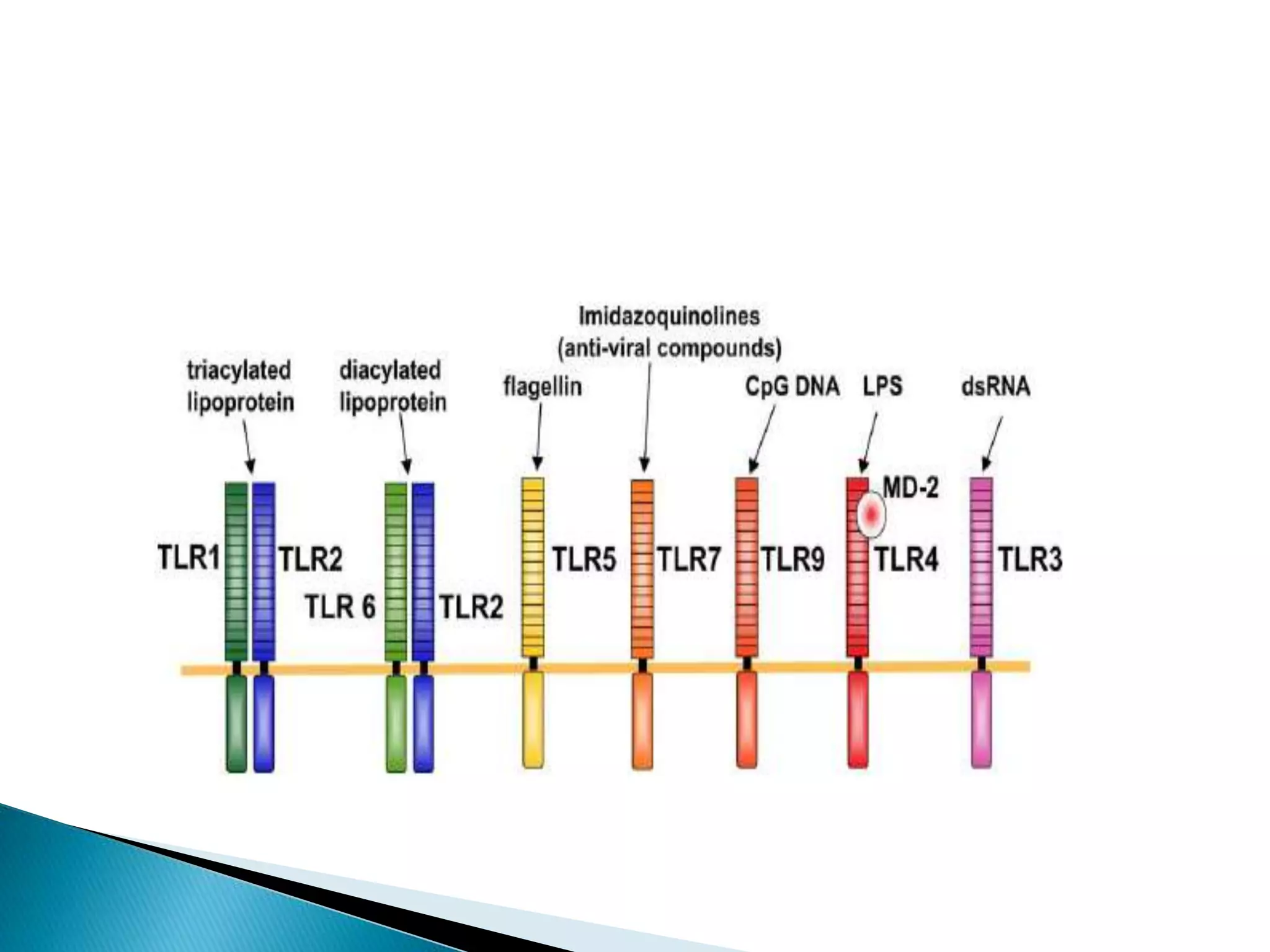 Toll like receptors | PPTX
