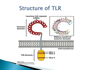 Toll like receptors | PPTX