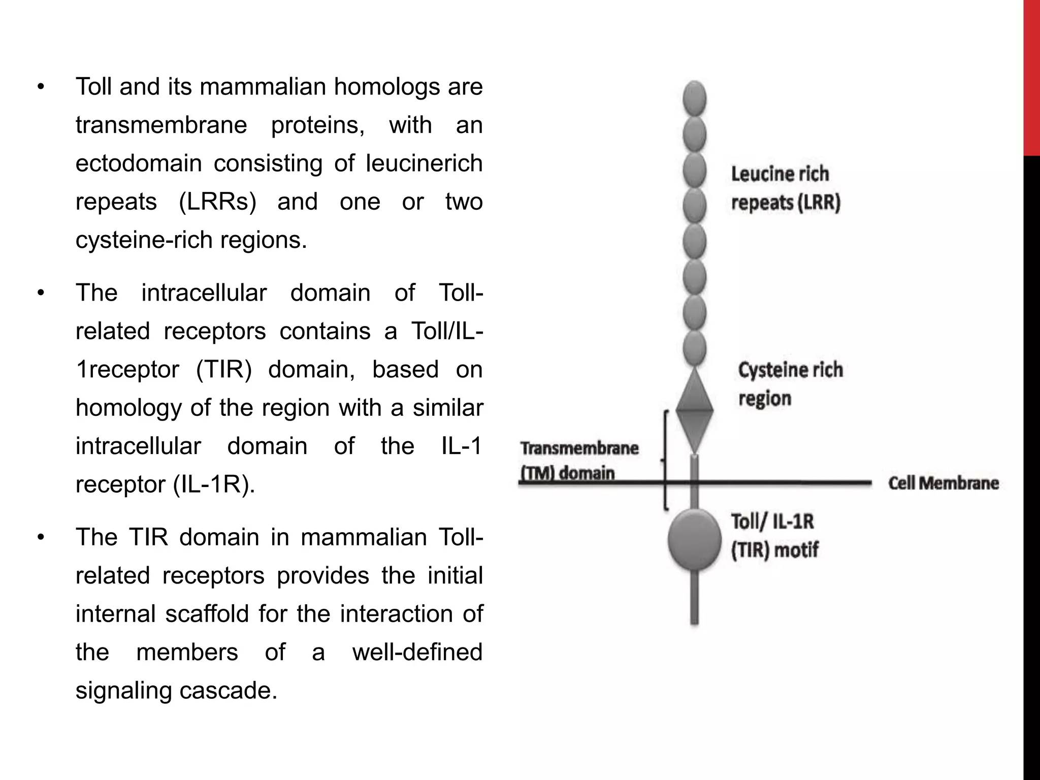 Toll like receptors in periodontology | PPTX