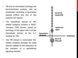 Toll like receptors in periodontology | PPTX