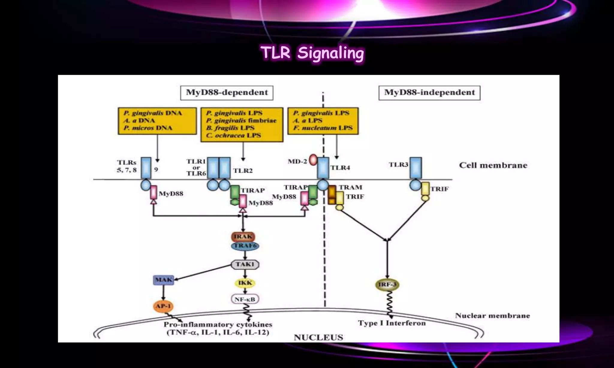Toll like receptors | PPT