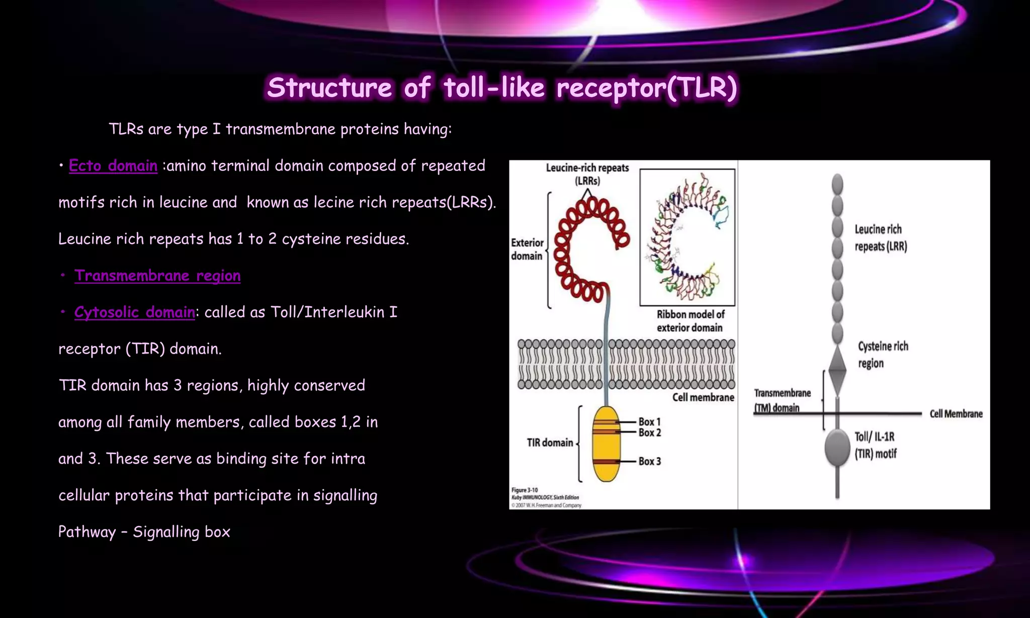 Toll like receptors | PPT
