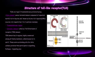 Toll like receptors | PPT