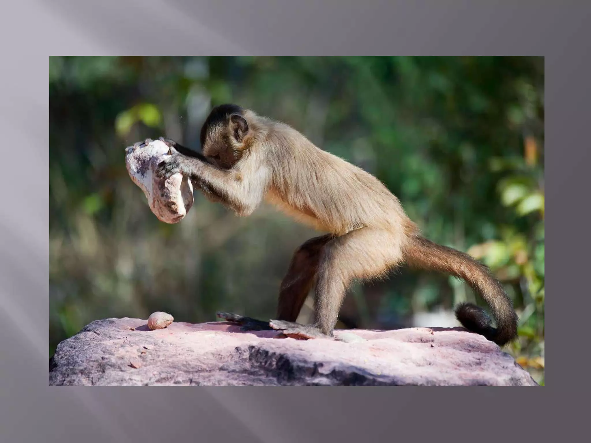 Tolman theory | PPTX