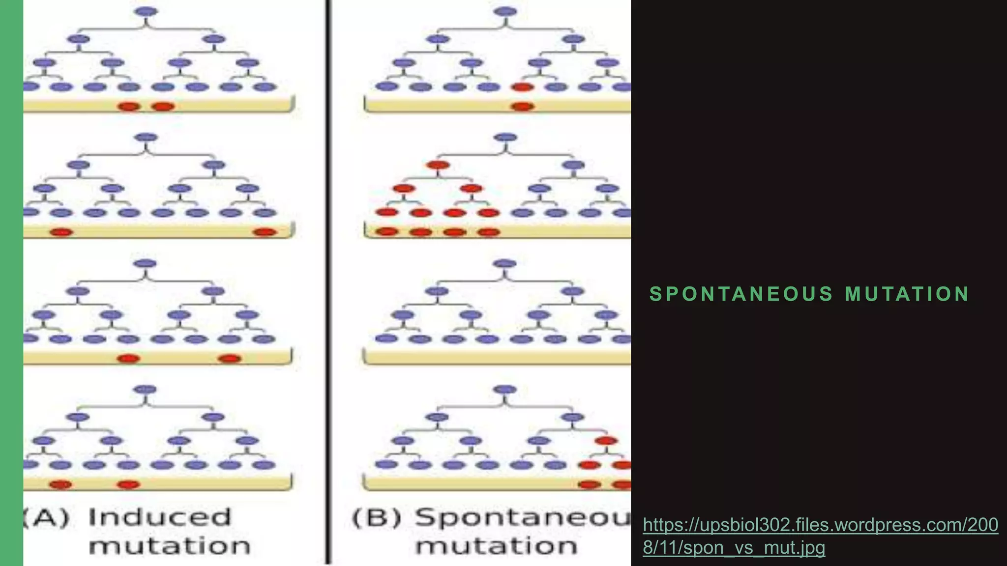 Types of Mutation :- Frameshift, Reversion and Spontaneous | PPTX