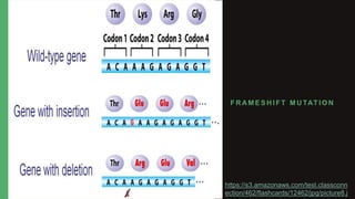 Types of Mutation :- Frameshift, Reversion and Spontaneous | PPTX