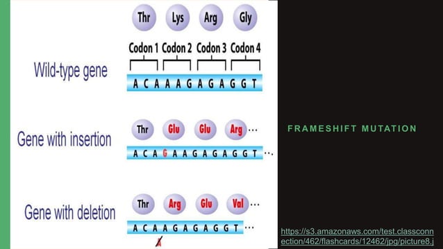 Types of Mutation :- Frameshift, Reversion and Spontaneous | PPTX ...
