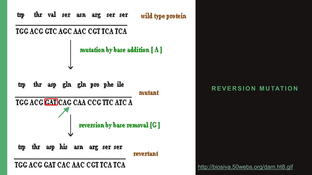 Types of Mutation :- Frameshift, Reversion and Spontaneous | PPT