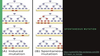 Types of Mutation :- Frameshift, Reversion and Spontaneous | PPTX