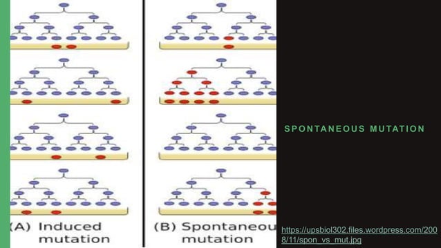 Types of Mutation :- Frameshift, Reversion and Spontaneous | PPTX | Genetics | Science
