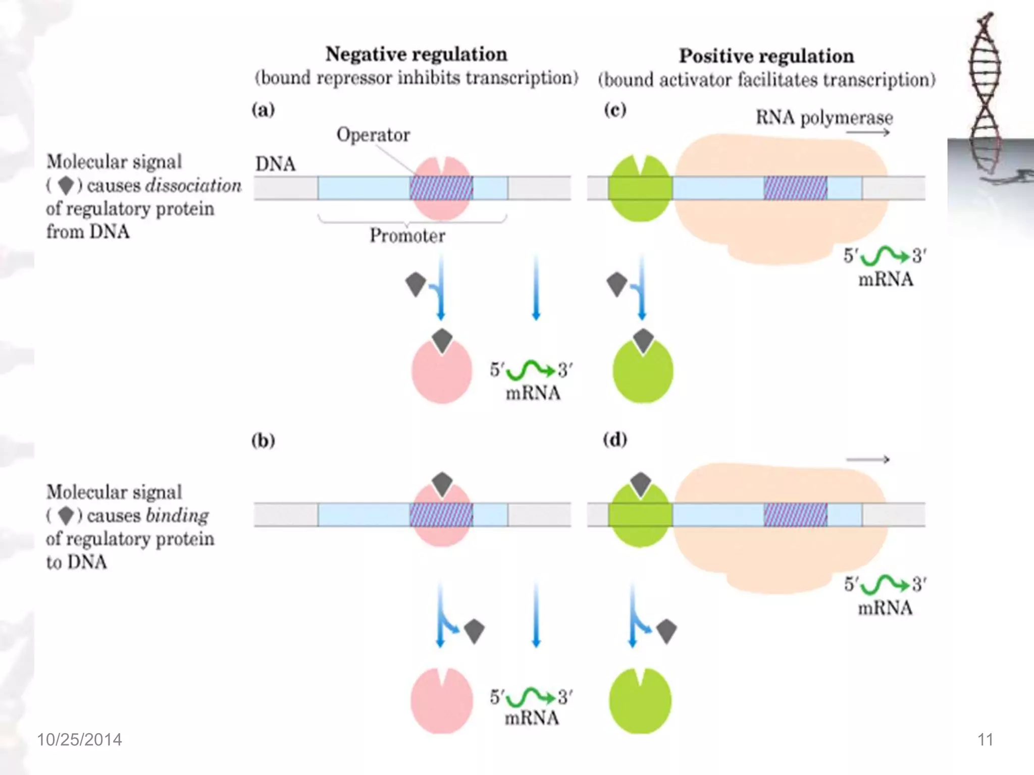 REGULATION OF GENE EXPRESSION IN PROKARYOTES & EUKARYOTES | PPTX
