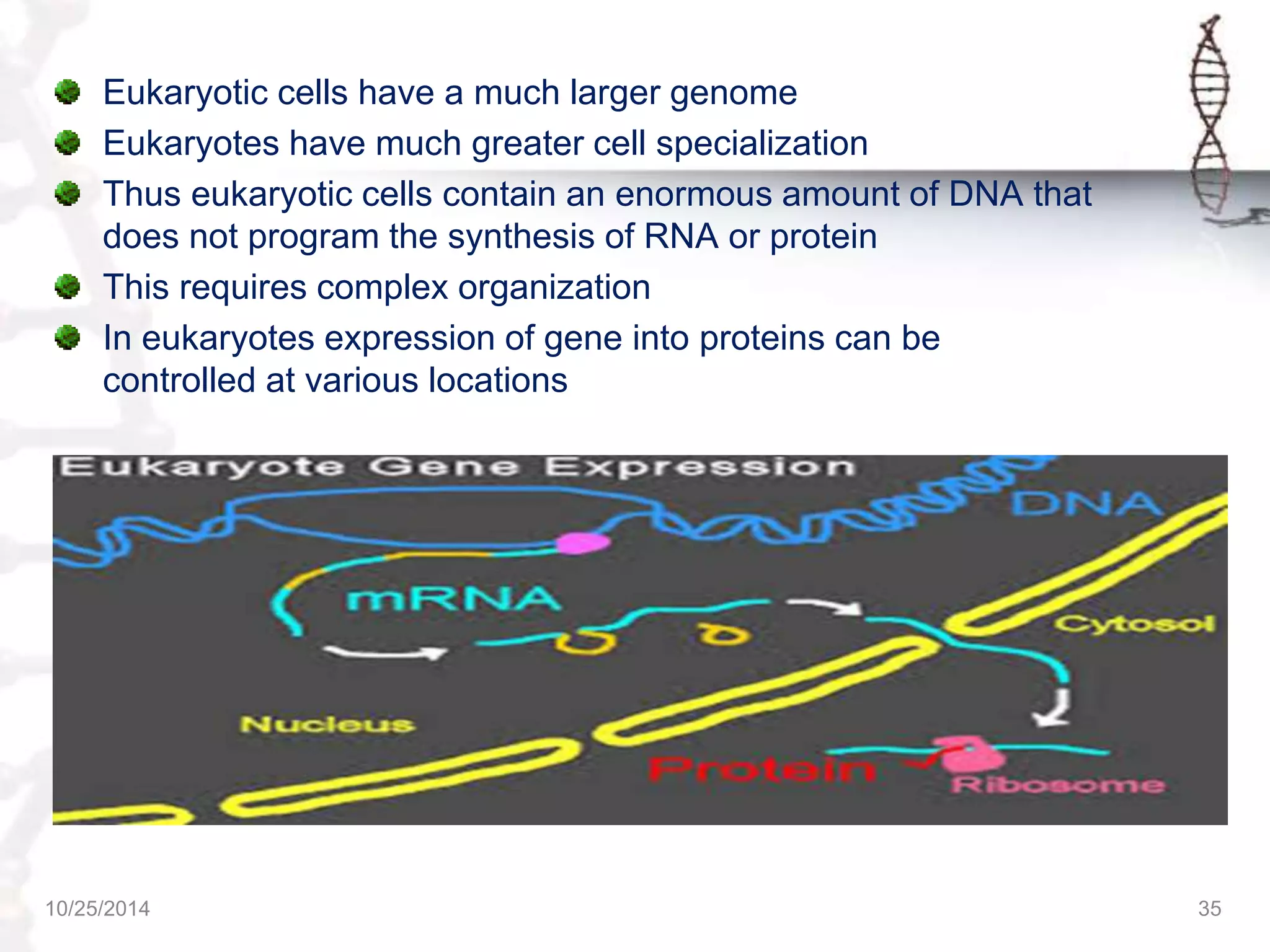 REGULATION OF GENE EXPRESSION IN PROKARYOTES & EUKARYOTES | PPTX