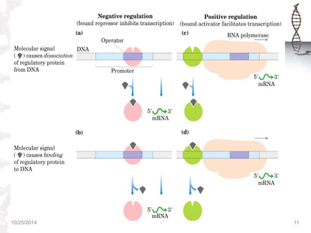 REGULATION OF GENE EXPRESSION IN PROKARYOTES & EUKARYOTES | PPTX ...