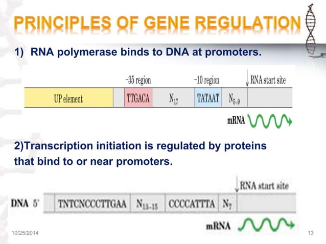 REGULATION OF GENE EXPRESSION IN PROKARYOTES & EUKARYOTES | PPTX ...