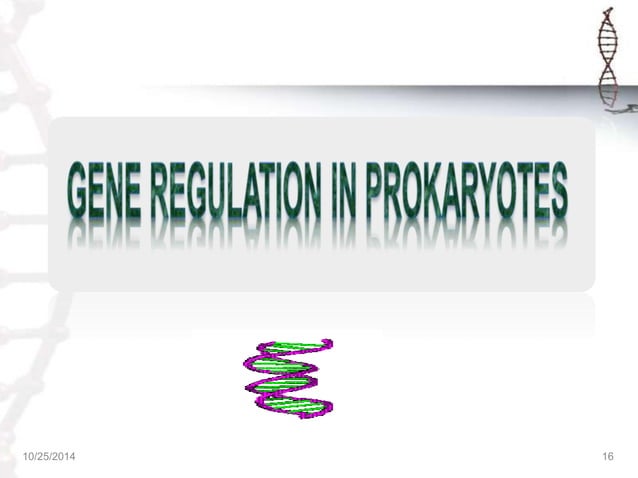 REGULATION OF GENE EXPRESSION IN PROKARYOTES & EUKARYOTES | PPTX ...