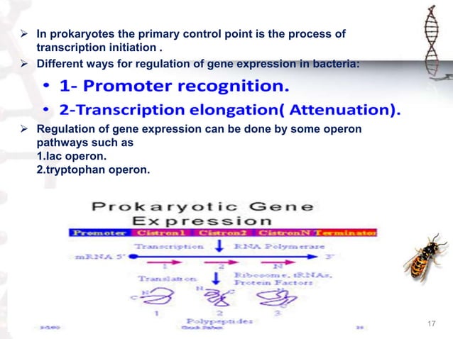 REGULATION OF GENE EXPRESSION IN PROKARYOTES & EUKARYOTES | PPTX ...