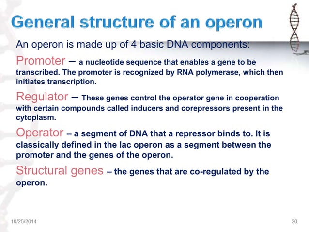 REGULATION OF GENE EXPRESSION IN PROKARYOTES & EUKARYOTES | PPTX ...