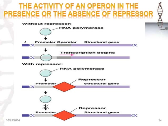 REGULATION OF GENE EXPRESSION IN PROKARYOTES & EUKARYOTES | PPTX ...