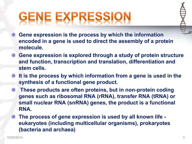 REGULATION OF GENE EXPRESSION IN PROKARYOTES & EUKARYOTES | PPTX ...