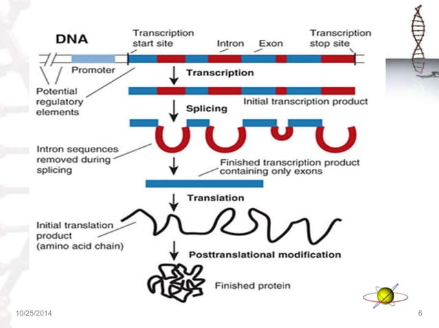 REGULATION OF GENE EXPRESSION IN PROKARYOTES & EUKARYOTES | PPTX ...