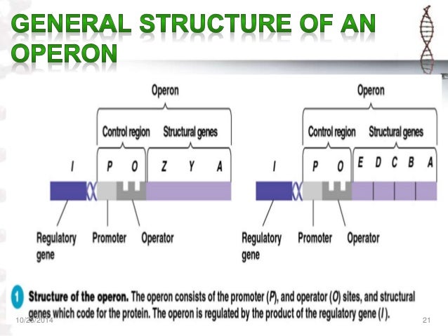 REGULATION OF GENE EXPRESSION IN PROKARYOTES & EUKARYOTES
