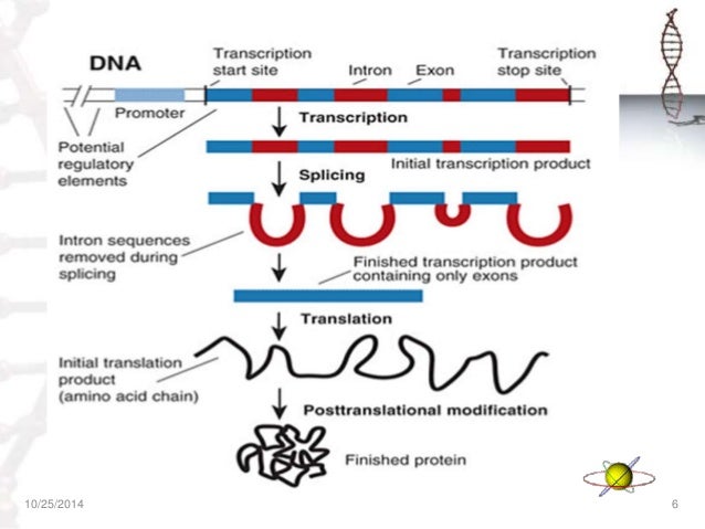 Regulation Of Gene Expression In Eukaryotes