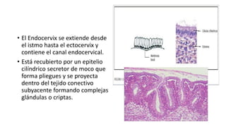 Toma correcta de citología cervical.pptx