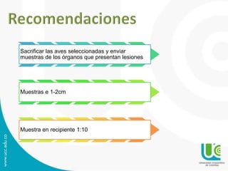 Toma de muestra en aves | PPTX