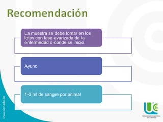 Toma de muestra en aves | PPTX