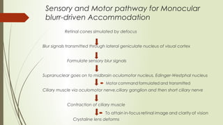Accommodation presentation by Tamalika | PPS