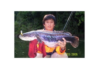 Toman Hall Of Fame | PDF