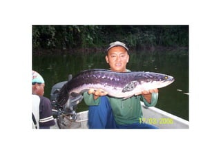 Toman Hall Of Fame | PPT