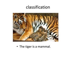 A tiger | PPT
