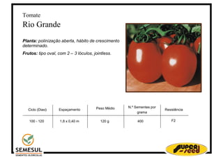 Tomate Rio Grande | PPT