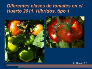 Diferentes clases de tomates en el huerto 2011 | PDF