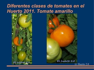 Diferentes clases de tomates en el huerto 2011 | PDF