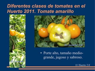 Diferentes clases de tomates en el huerto 2011 | PDF