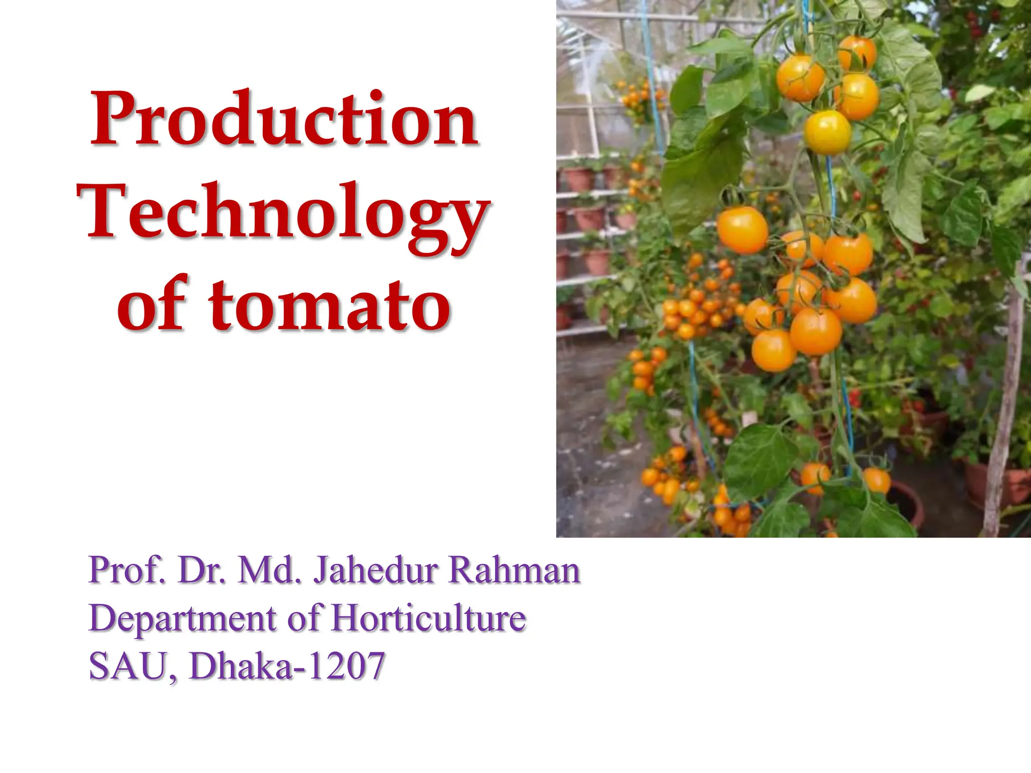 Tomato-1.ppt