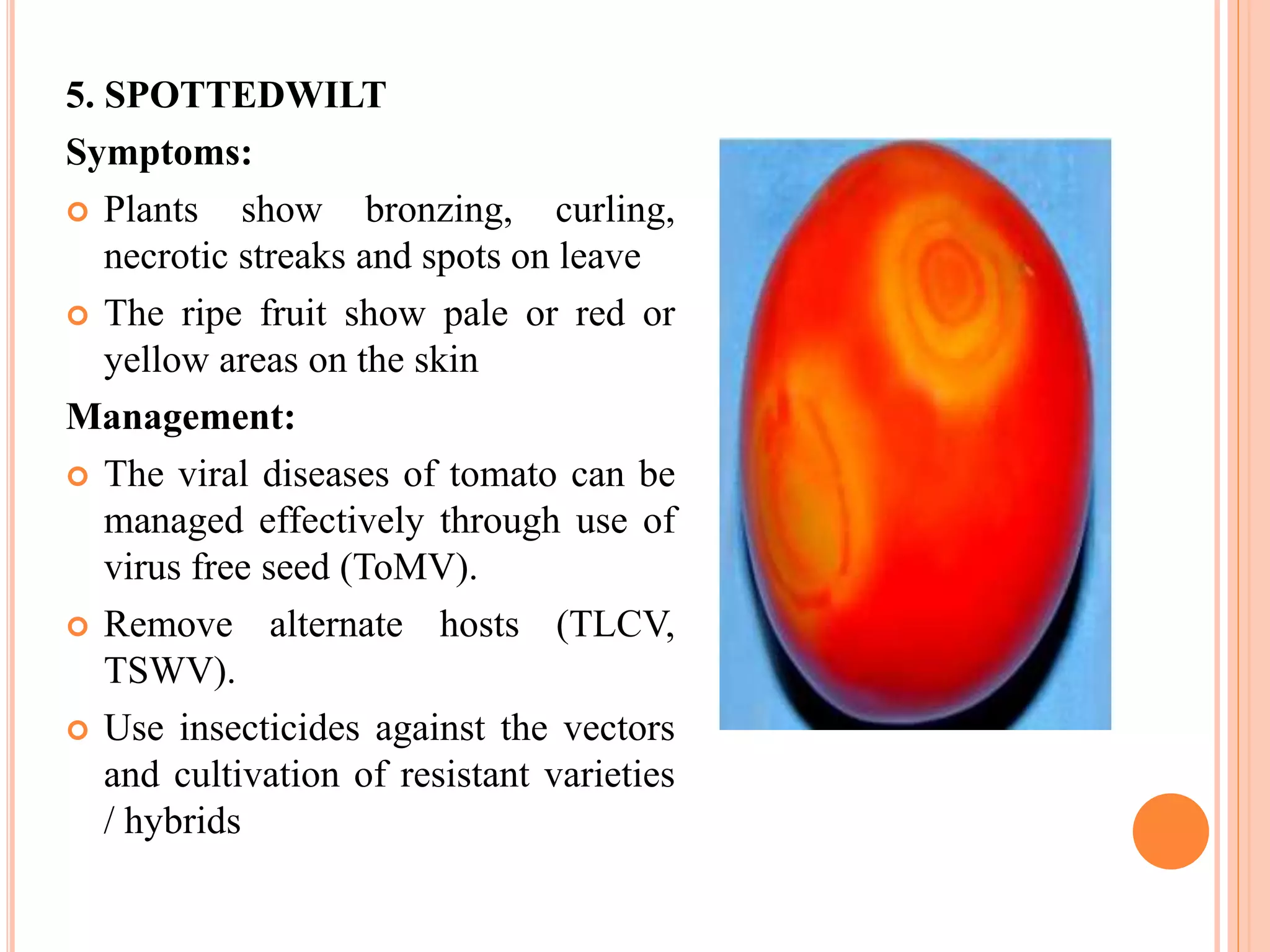 Tomato | PPTX