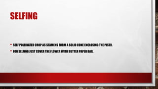 selfing and crossing in tomato | PPTX