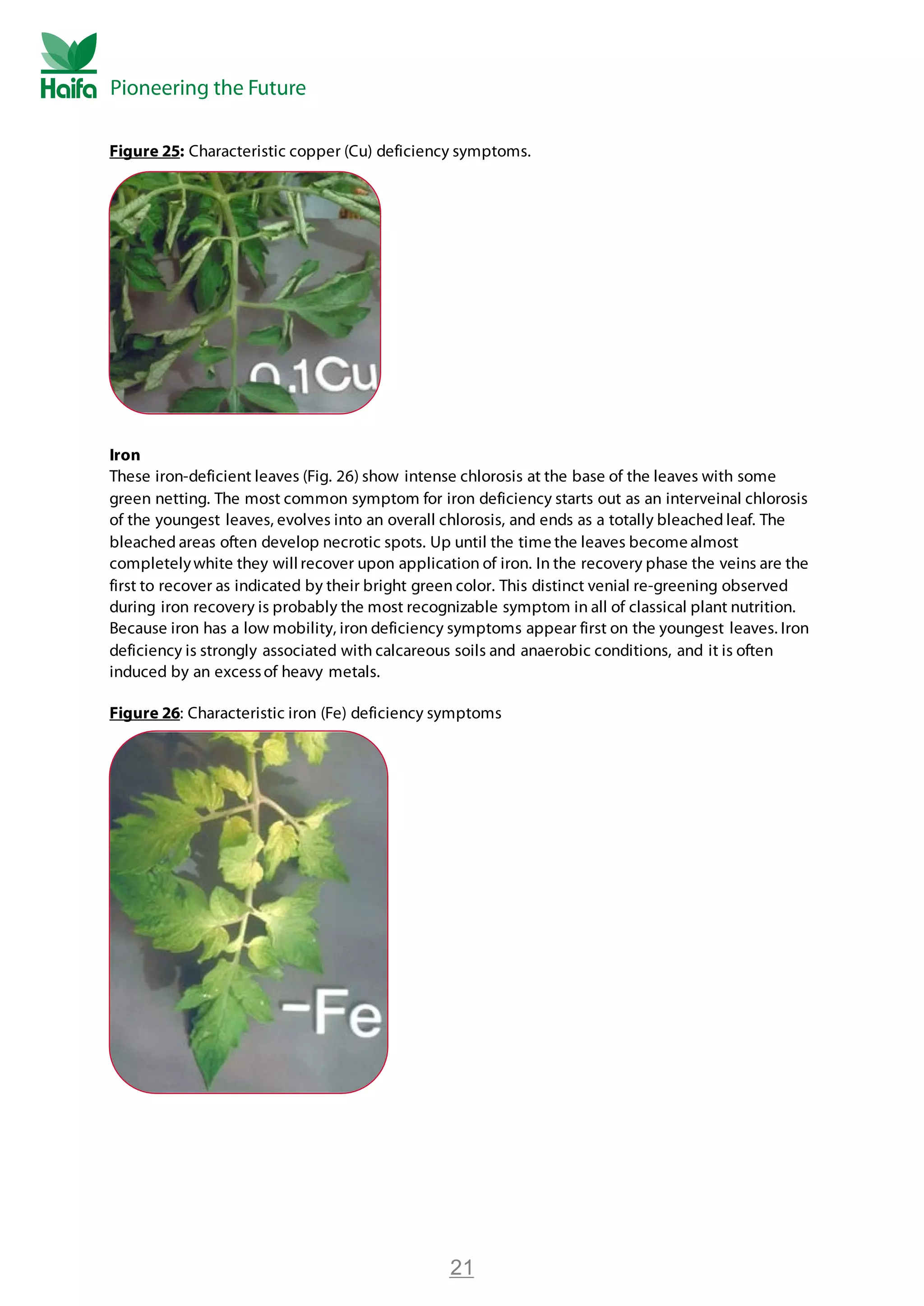 Tomato crop guide - Tomato Fertilizer | PDF