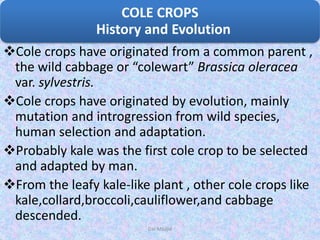 Origin and Evolution of vegetables | PPTX