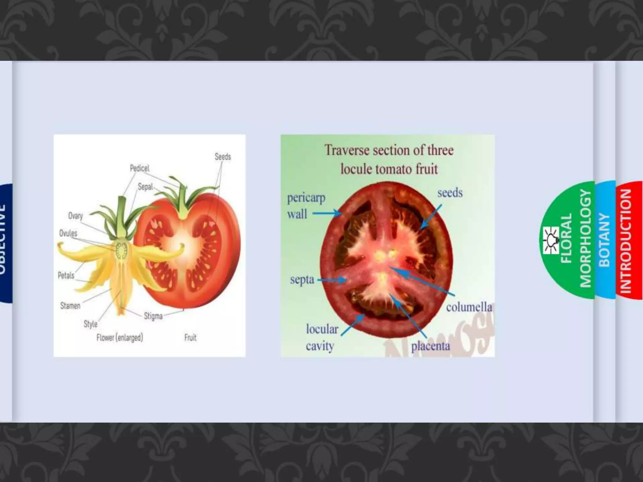 Tomato breeding | PPTX