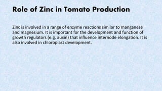 Effect of Zinc on yield & production of tomato | PPT