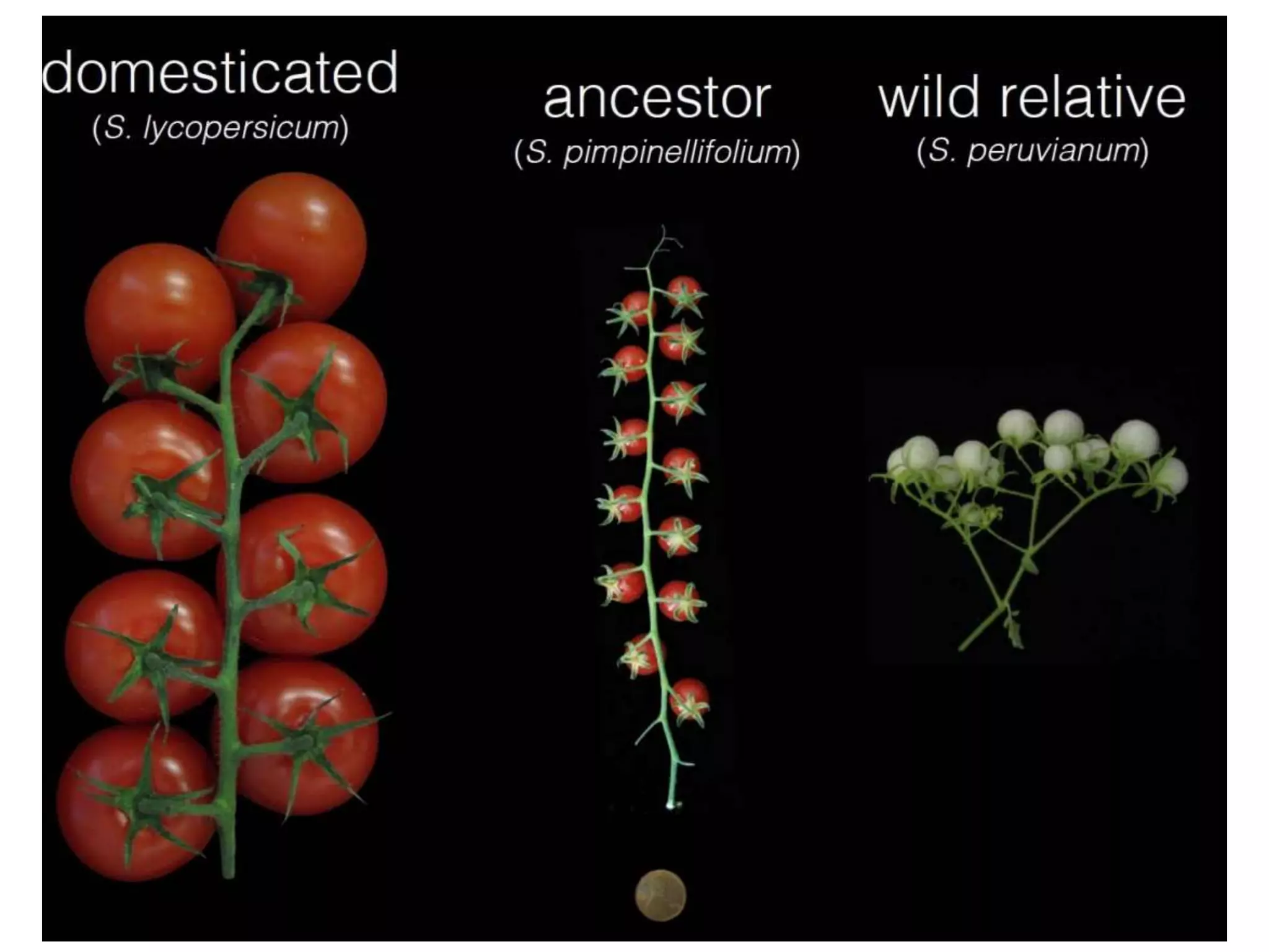 Tomato breeding | PPT