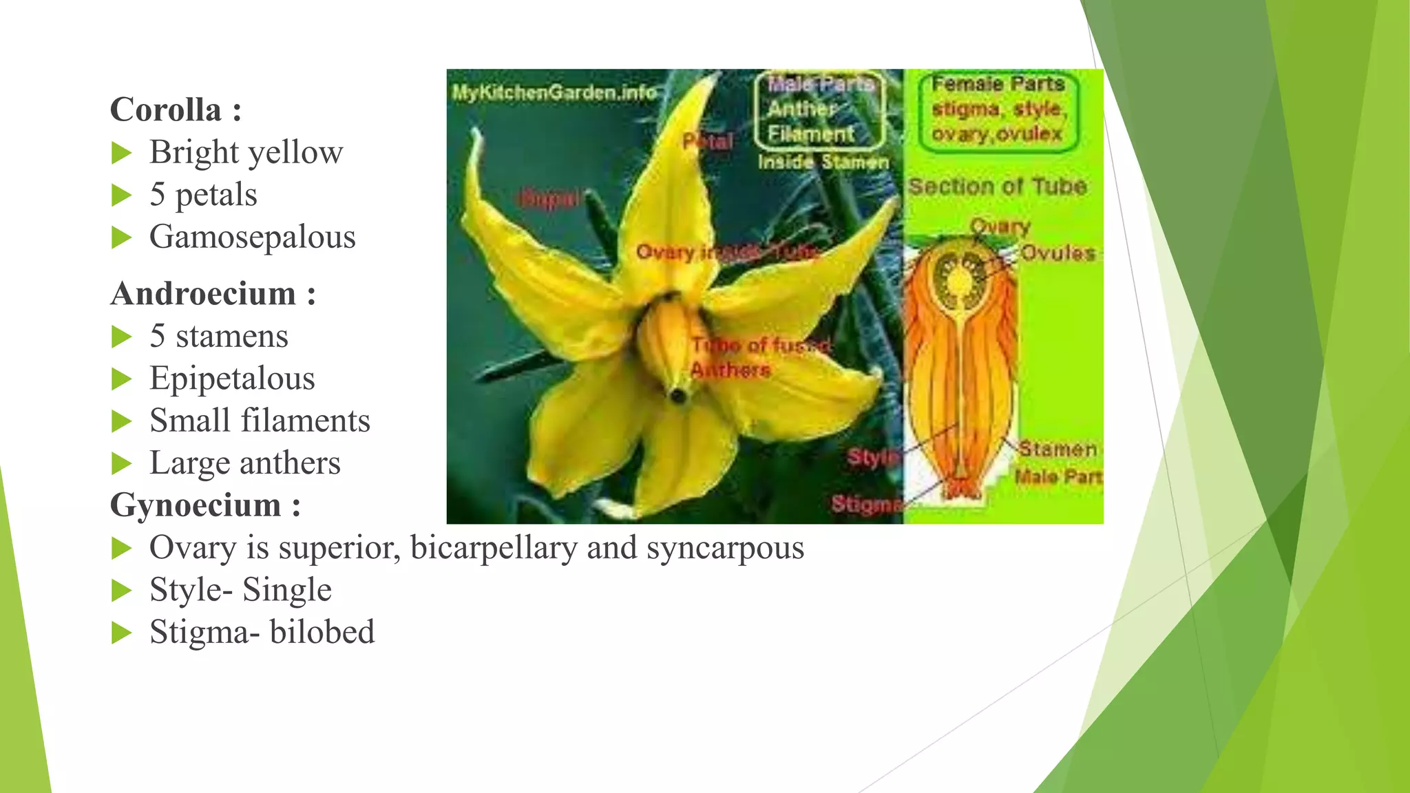 Seed production in tomato | PPTX