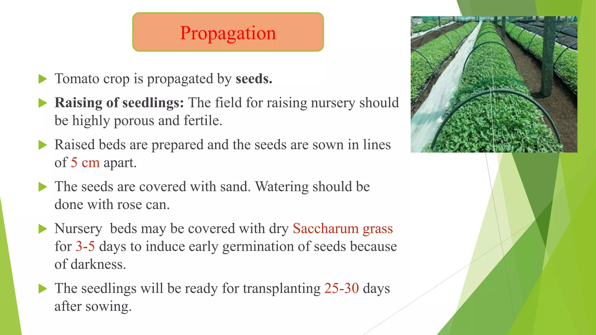 Seed production in tomato | PPTX
