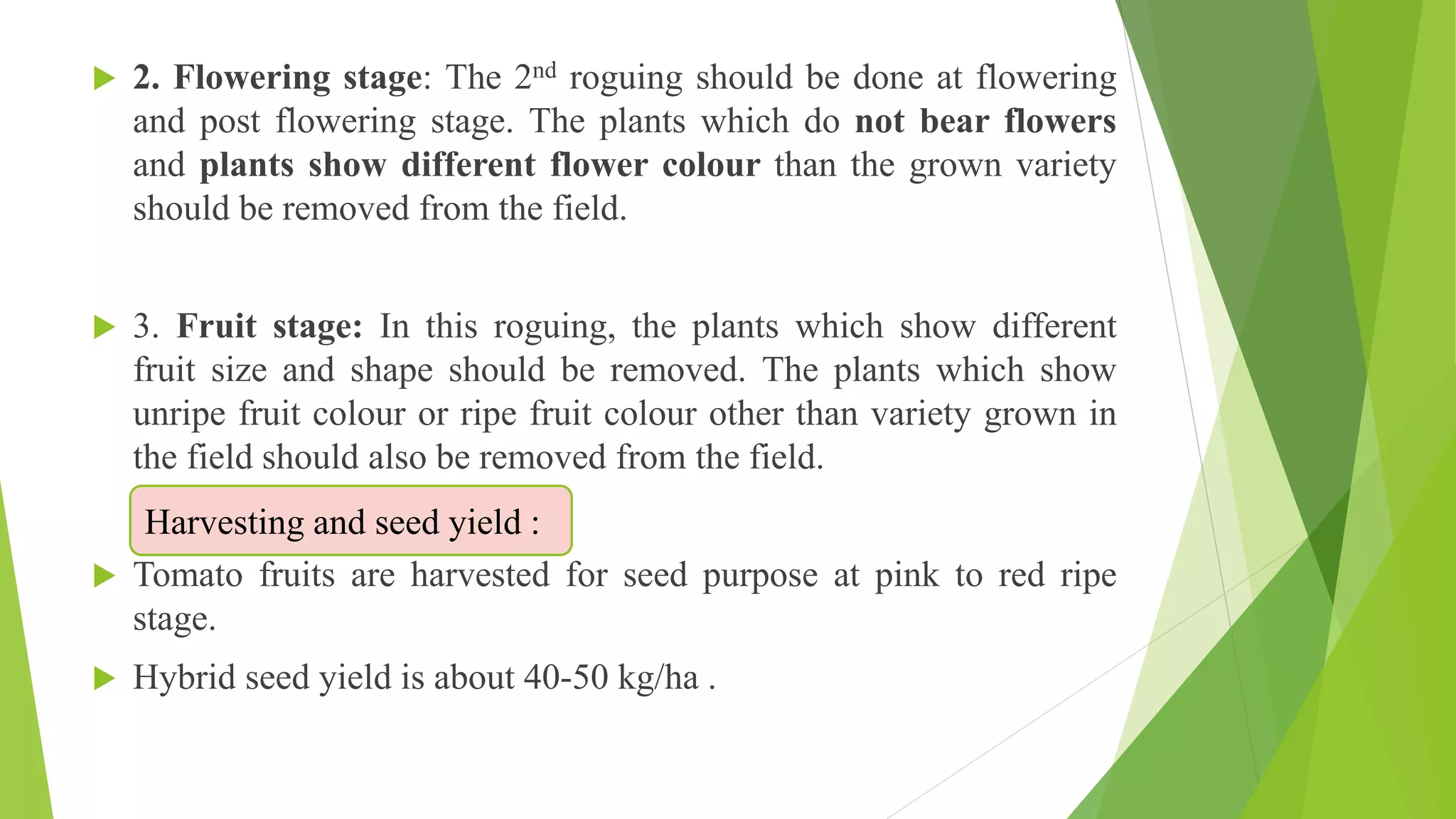 Seed production in tomato | PPTX