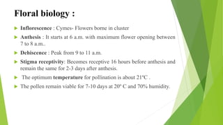 Seed production in tomato | PPTX